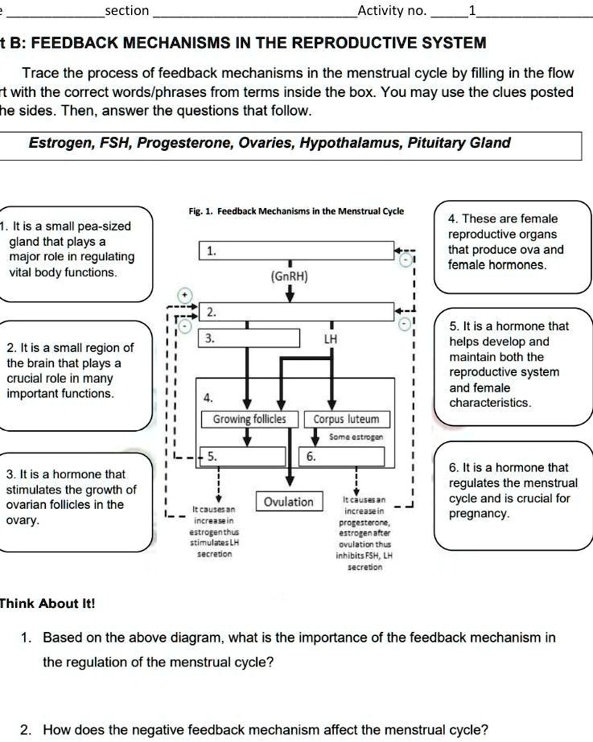 section Activity no. 1 t B: FEEDBACK MECHANISMS IN THE REPRODUCTIVE ...