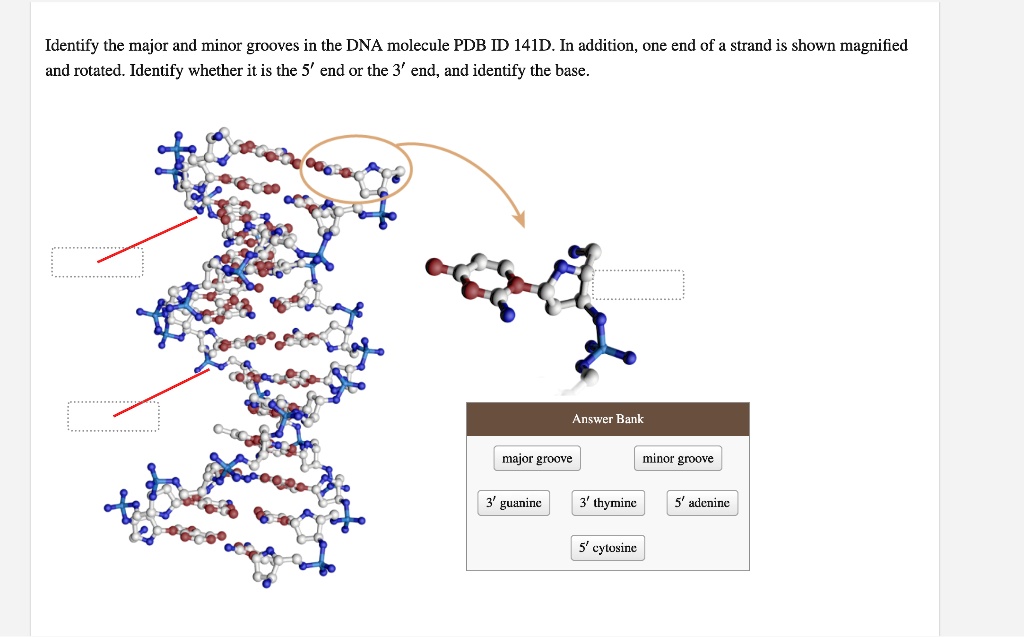 identify the major and minor grooves in the dna molecule pdb id 141d in ...