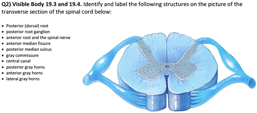 Q2) Visible Body 19.3 and 19.4. Identify and label the following ...