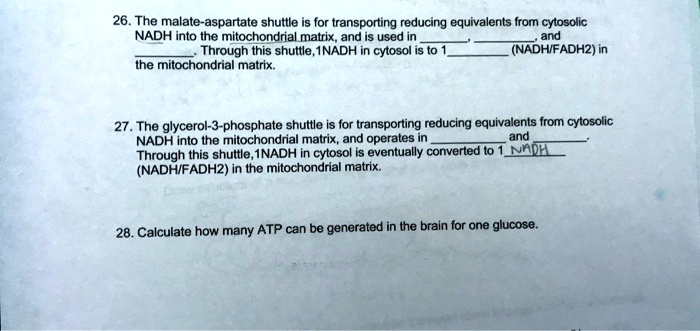 SOLVED: 26. The malate-aspartate shuttle is used for transporting ...