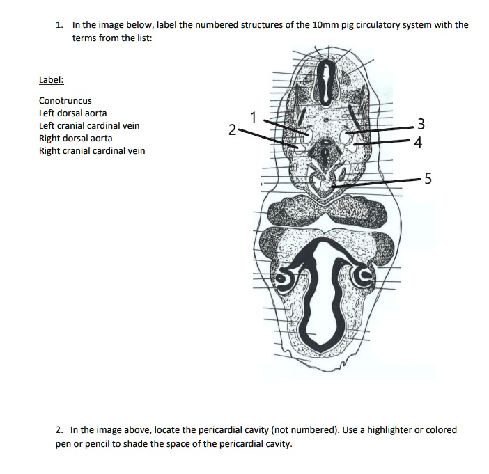 1. In the image below, label the numbered structures of the 10mm pig ...