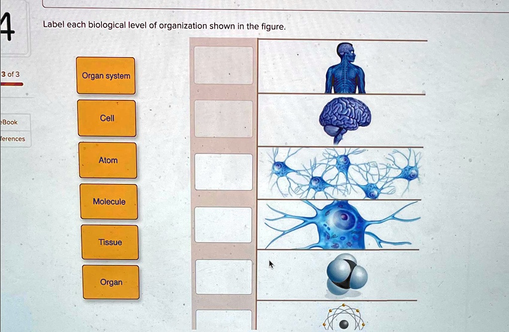 SOLVED: 4 Label each biological level of organization shown in the ...