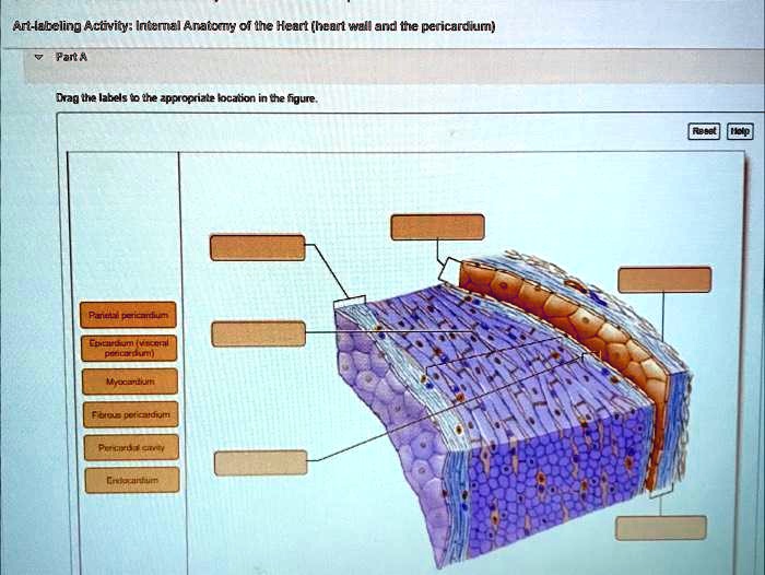 art labeling activity internal anatomy of the heart heart wall and the ...