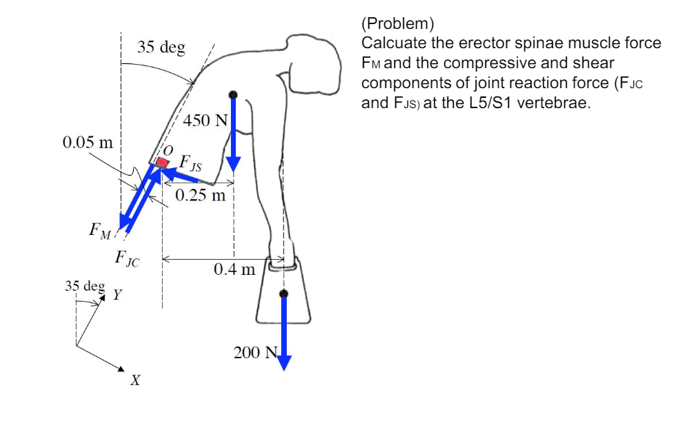 (Problem) Calcuate the erector spinae muscle force Fm and the ...