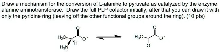 draw a mechanism for the conversion of l alanine to pyruvate as ...