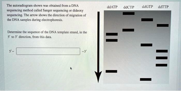 SOLVED: The autoradiogram shown was obtained from DNA sequencing method ...