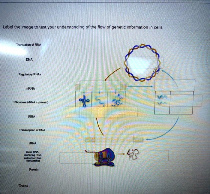 label the image to test your understanding of the flow of genetic ...