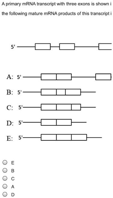 SOLVED: A primary mRNA transcript with three exons is shown the ...
