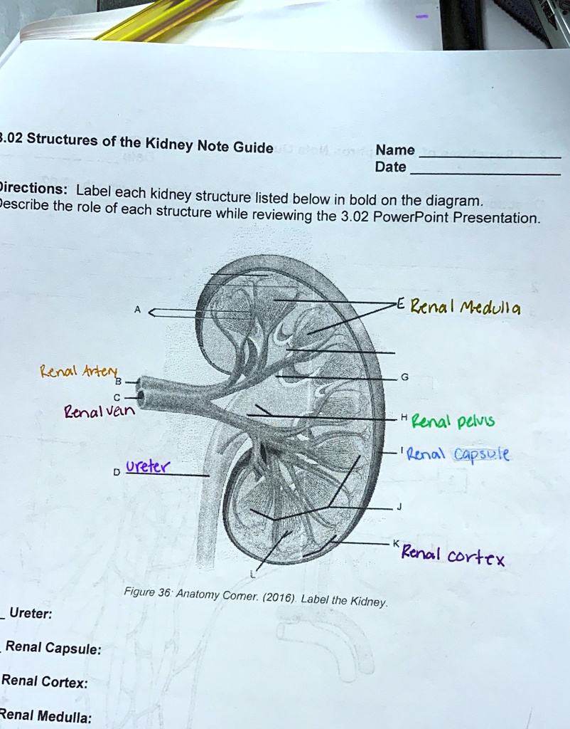 .02 Structures of the Kidney Note Guide Name Date Directions: Label each kidney structure listed ...