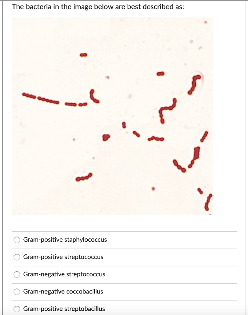 SOLVED: The bacteria in the image below are best described as: Coccus ...