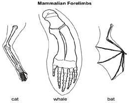 [GET ANSWER] Mammalian Forelimbs cat wale bat