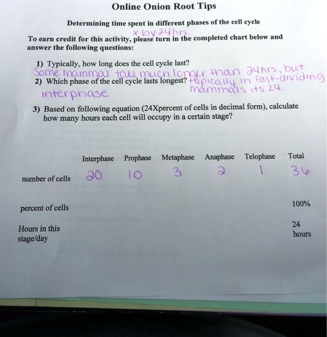SOLVED Online Onion Root Tips Determining Time Spent In Different SOLVED Online Onion Root Tips Determining Time Spent In Different