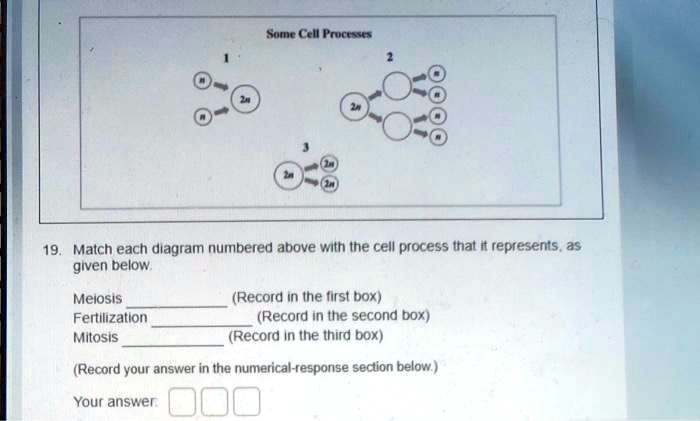 sotne cell pruceat match each diagram numbered above with the cell ...