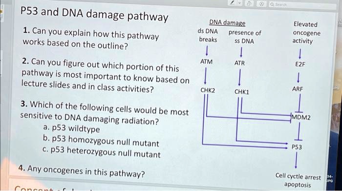 P53 and DNA damage pathway 1. Can you explain how this pathway works ...