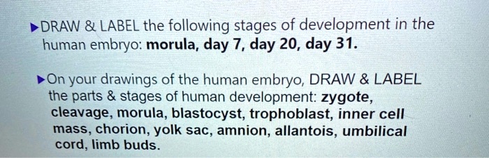SOLVED: DRAW LABEL the following stages of development in the human ...