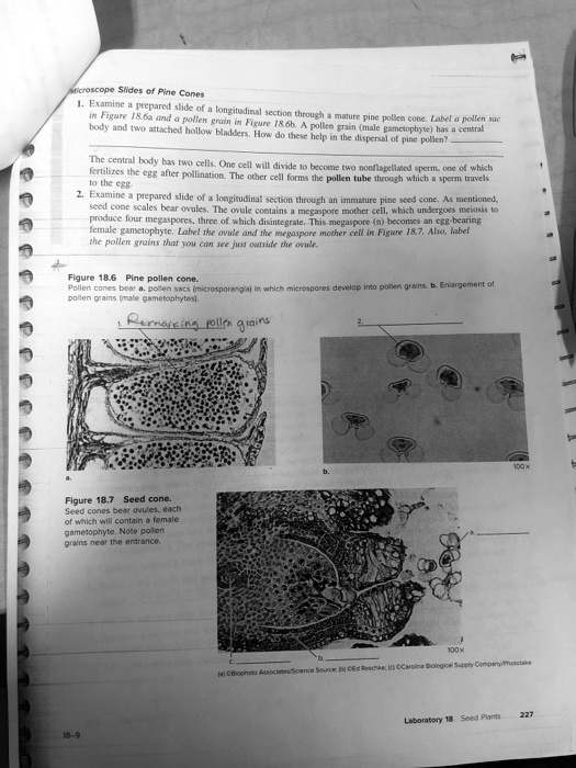 Microscope Slides of Pine Cones The pine cones have a body and two ...