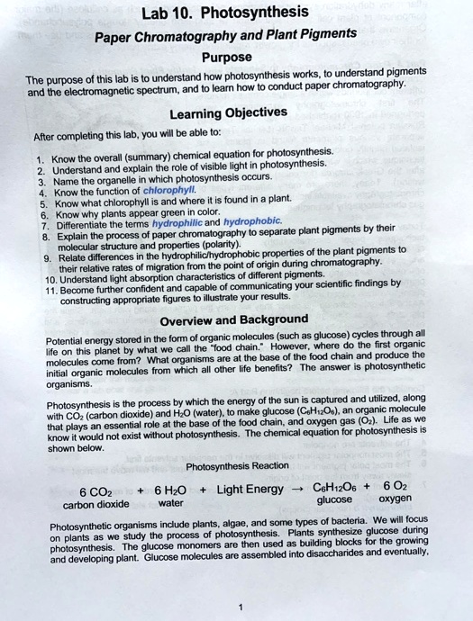 SOLVED: Lab 10: Photosynthesis Paper Chromatography and Plant Pigments ...