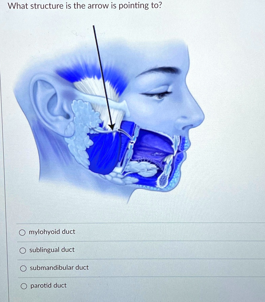 What structure is the arrow is pointing to? mylohyoid duct sublingual duct submandibular duct ...