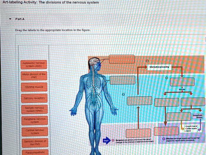 SOLVED: Art-labeling Activity: The Divisions of the Nervous System Part ...