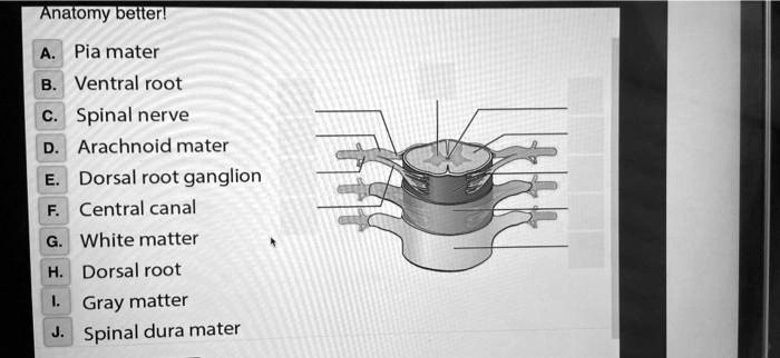 SOLVED: Anatomy Basics Pia mater Ventral root Spinal nerve Arachnoid ...