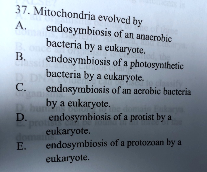 SOLVED: 37. Mitochondria A evolved by endosymbiosis = of an anaerobic ...