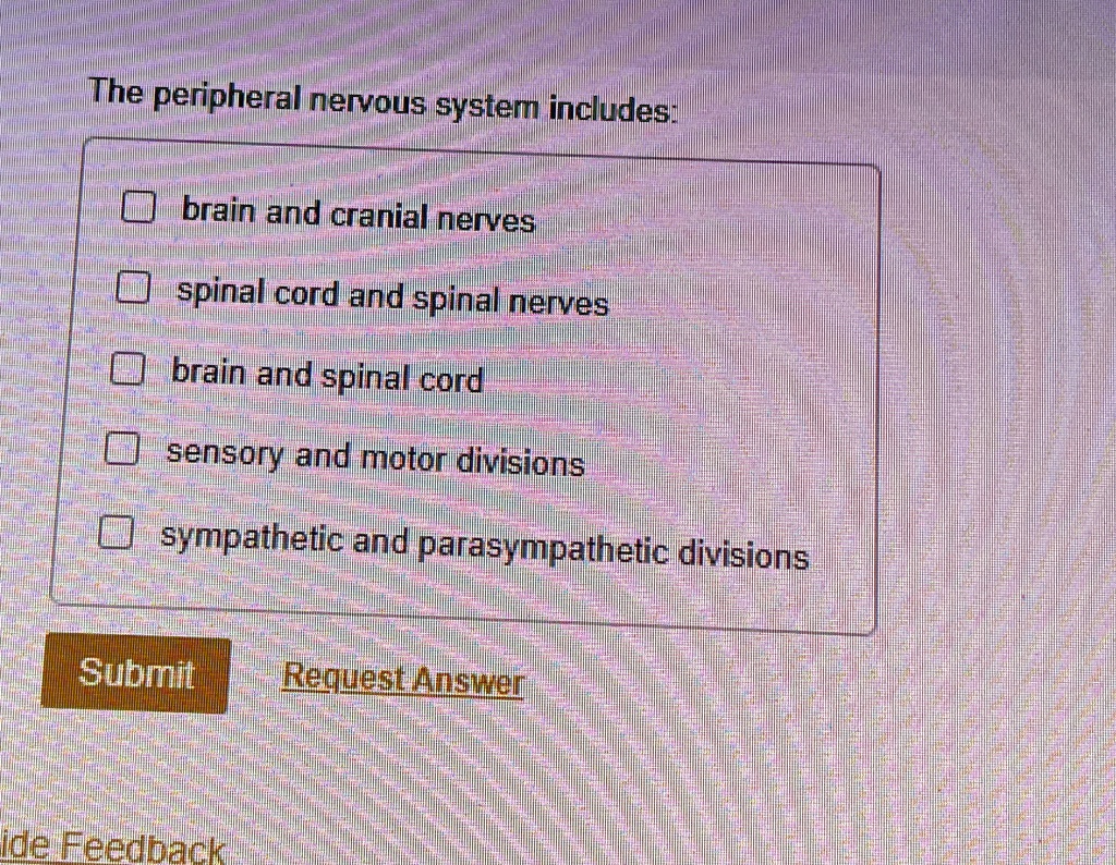 the peripheral nervous system includes brain and cranial nerves spinal cord and spinal nerves ...