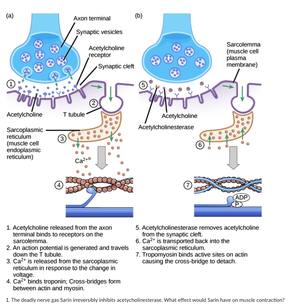 a b axon terminal synaptic vesicles sarcolemma muscle cell plasma membrane acetylcholine ...