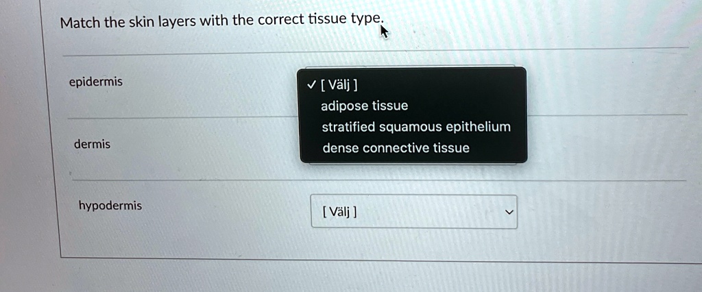 Match the skin layers with the correct tissue type. epidermis dermis ...