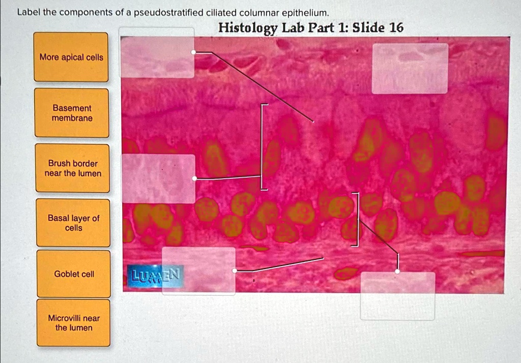 Label the components of a pseudostratified ciliated columnar epithelium. Histology Lab Part 1 ...