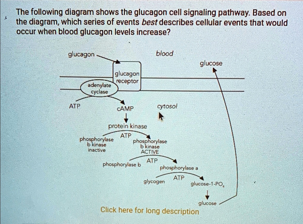 The following diagram shows the glucagon cell signaling pathway. Based ...