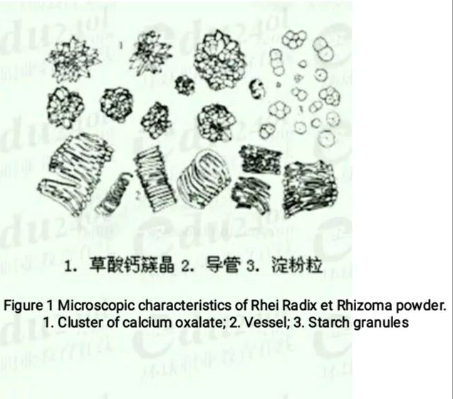 draw all microscopic characteristics of rhei radix et rhizoma powder 1 ...
