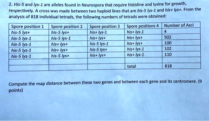 2. His-5 and Lys-1 are alleles found in Neurospora that require ...
