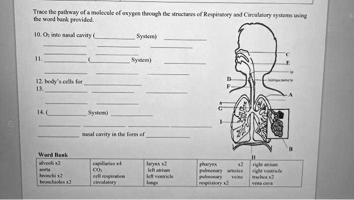 Trace the pathway of a molecule of oxygen through the...