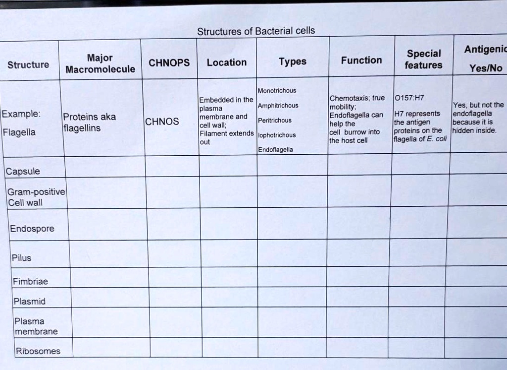 SOLVED: 'structures of bacterial cells. what are the major ...