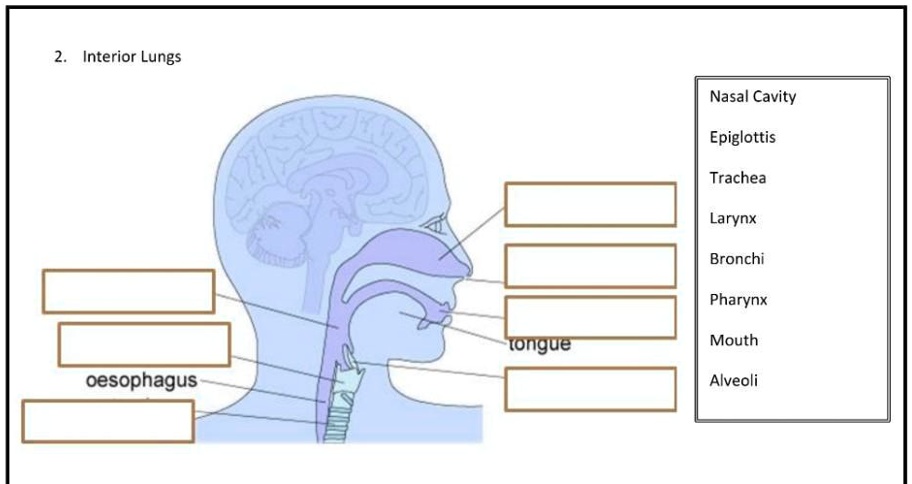 2. Interior Lungs Nasal...