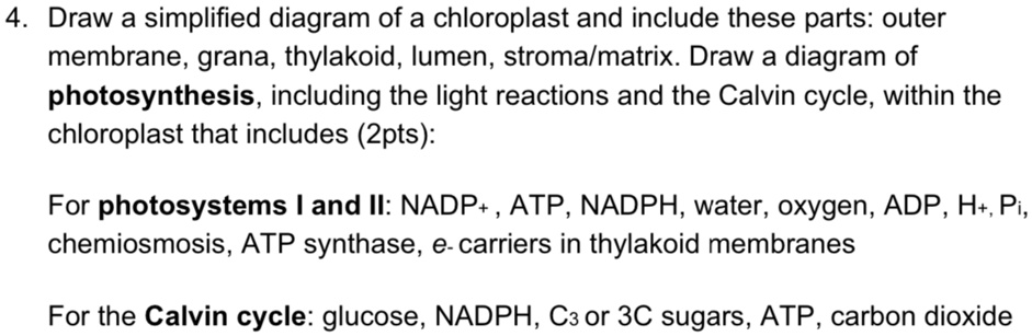 SOLVED: 4 Draw a simplified diagram of a chloroplast and include these ...