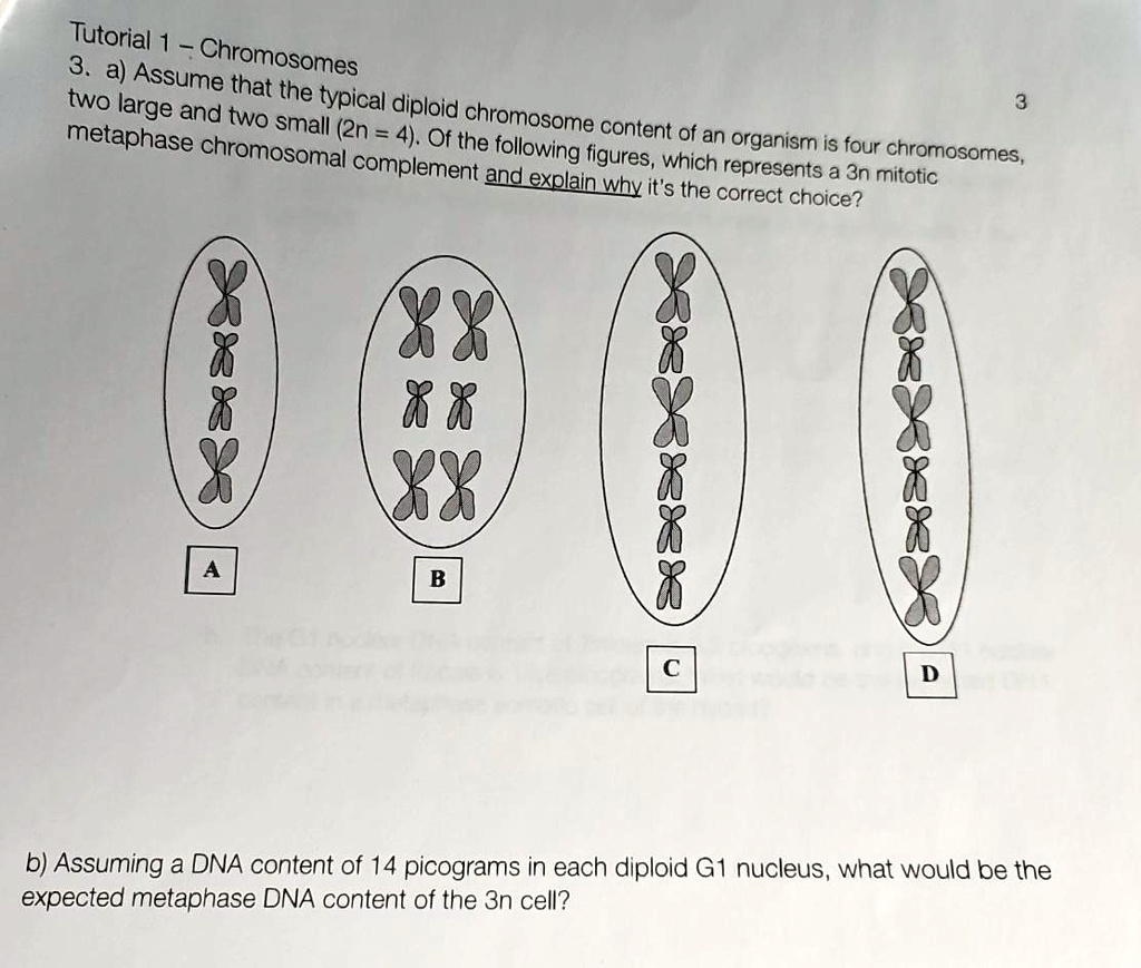 SOLVED: Tutorial 1 - Chromosomes 3. a) Assume that the typical diploid chromosome content of an ...