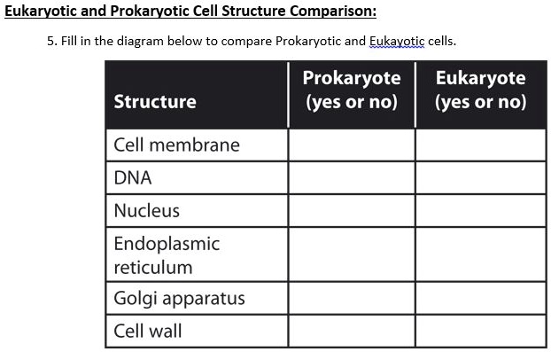 SOLVED: Eukaryotic and Prokaryotic Cell Structure Comparison: Fill in ...