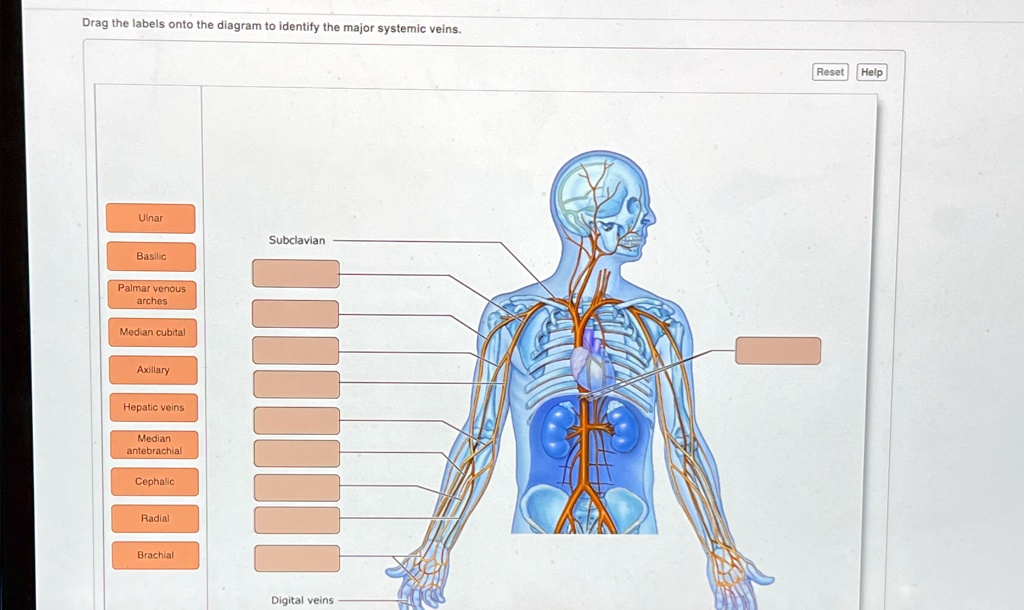 Drag the labels onto the diagram to identify the major systemic veins. Help Drag the labels onto ...