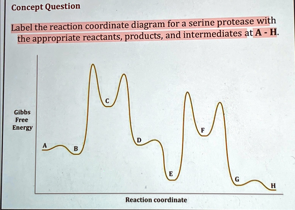 concept question label the reaction coordinate diagram for a serine protease with the ...