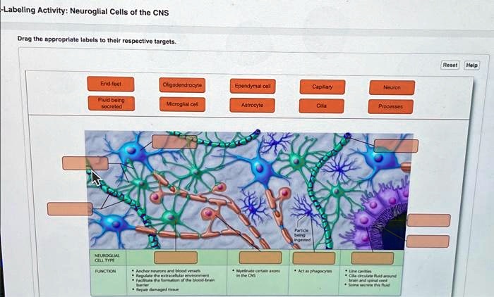 texts labeling activity neuroglial cells of the cns drag the appropriate labels to their ...