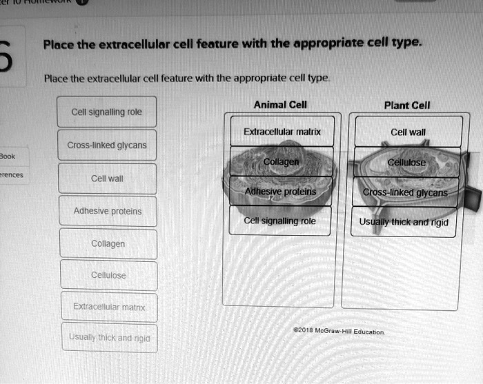 SOLVED: Place the extracellular cell feature with the appropriate cell ...