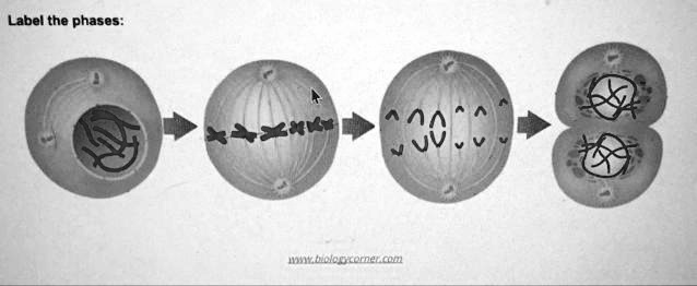 SOLVED: 'Can anyone label the phases? Label the phases: 30 ...