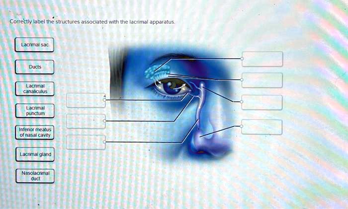 Correctly label the structures associated with the lacrimal...