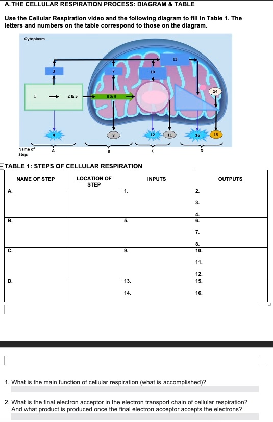 athe cellular respiration rocess diagram table use the cellular ...