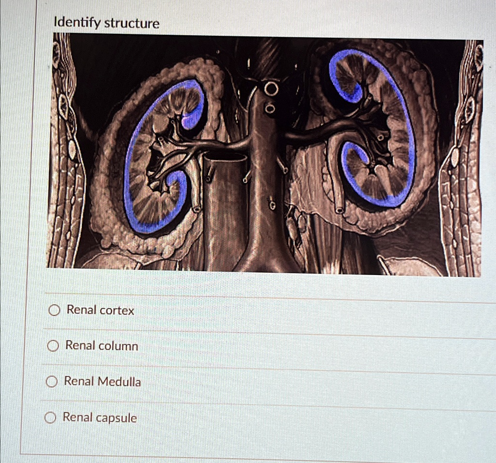 Identify structure Renal cortex Renal column Renal Medulla Renal capsule ldentify structure ...