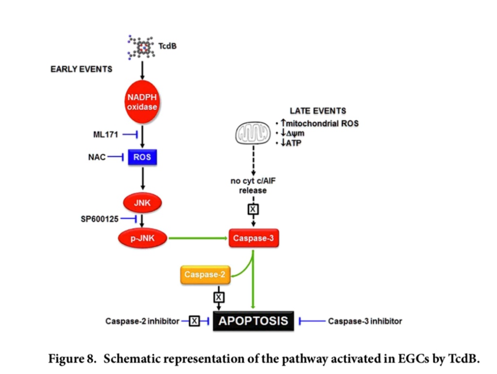 TcdB EARLY EVENTS ML171 NADPH oxidase NAC ROS JNK SP600125 p-JNK no cyt c/AIF release X Caspase ...