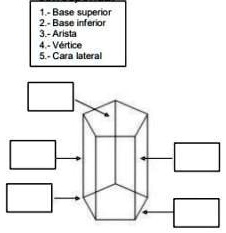 SOLVED: identifIca los elementos de un prisma y escribe los números dónde corresponde Base ...