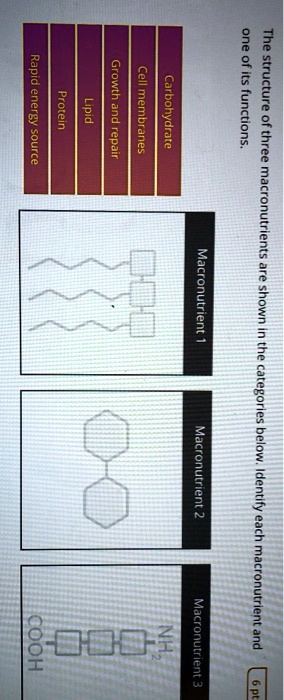 SOLVED: Rapid energy source, Protein, Lipid, Growth and repair, Cell ...