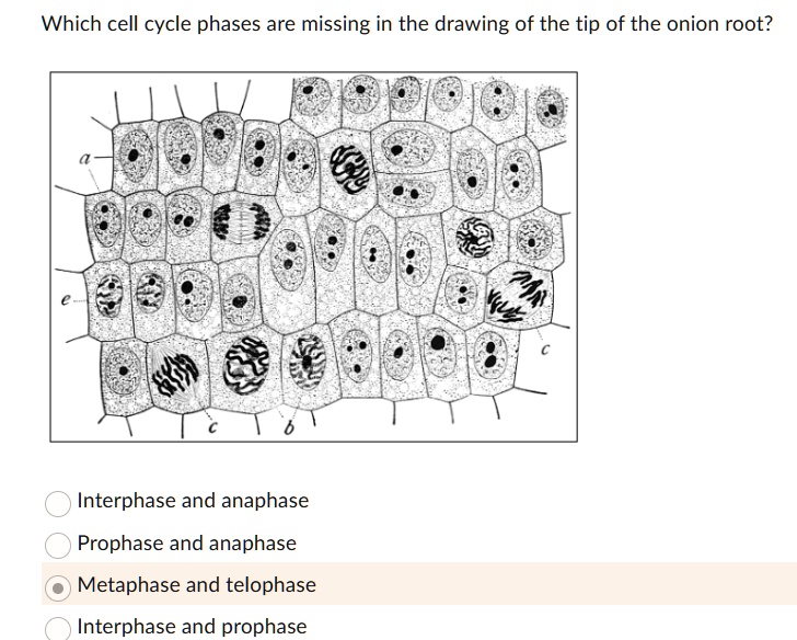 Which cell cycle phases are missing in the drawing of the tip of the ...